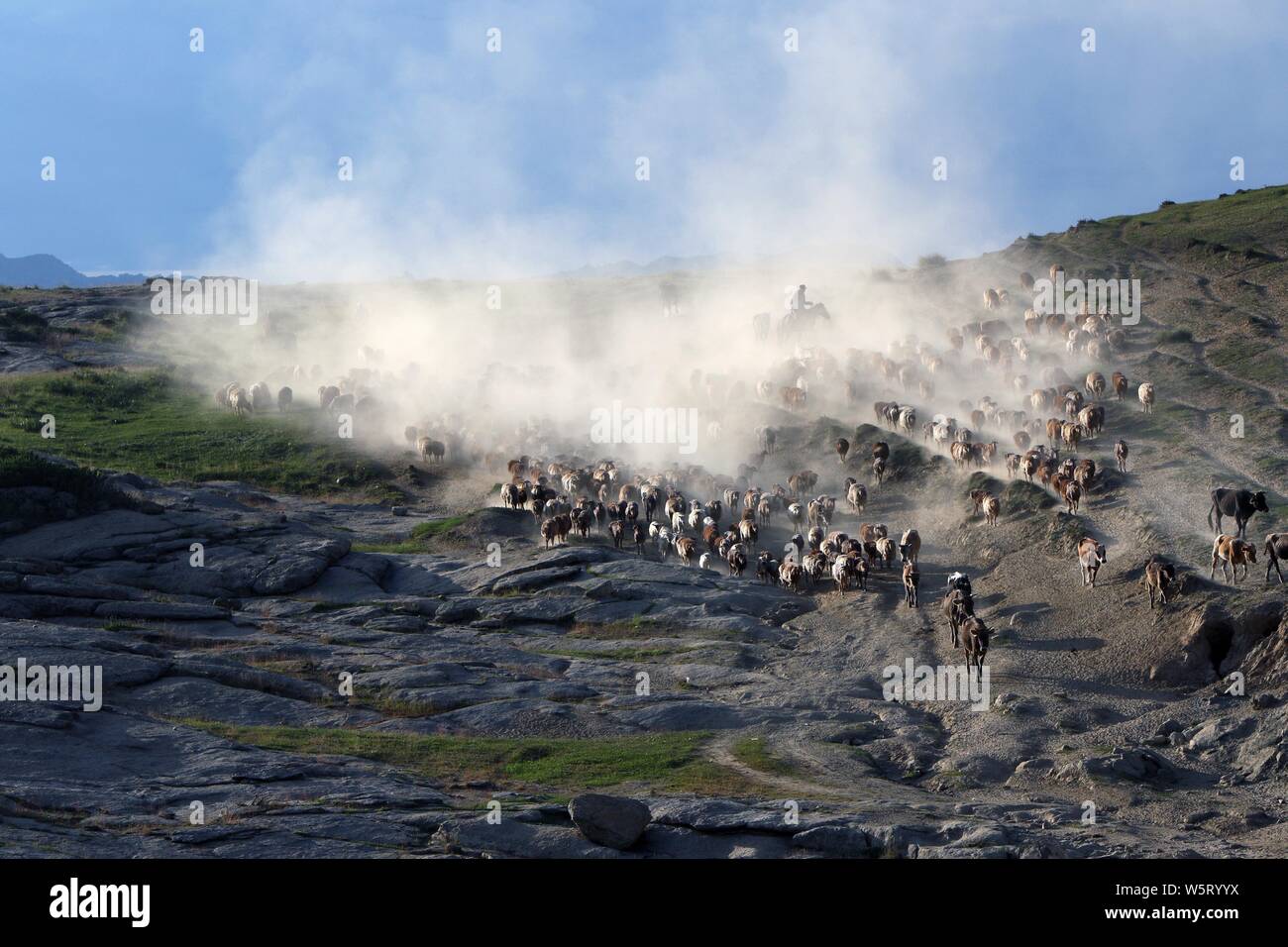 Altay sheep hi-res stock photography and images - Alamy