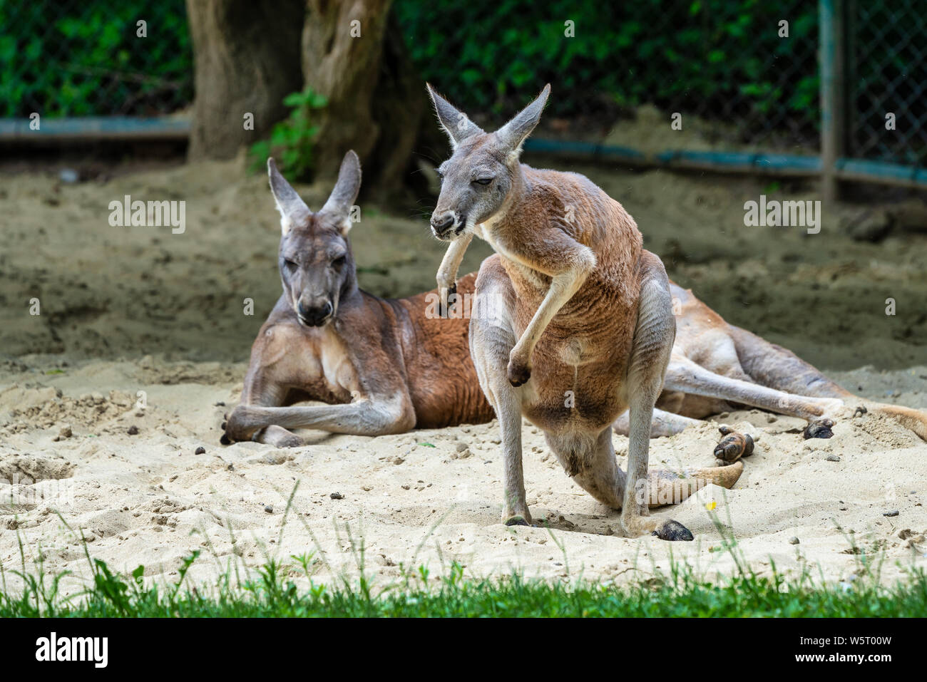 The red kangaroo, Macropus rufus is the largest of all kangaroos, the ...