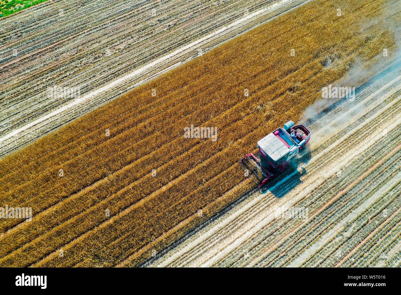 In this aerial view, a reaping machine harvests wheat in the field in ...