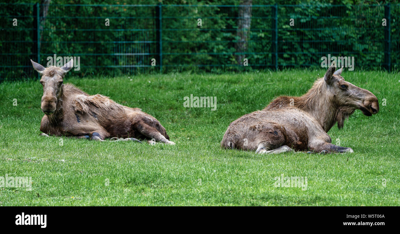 European Moose, Alces alces, also known as the elk. Wild life animal ...