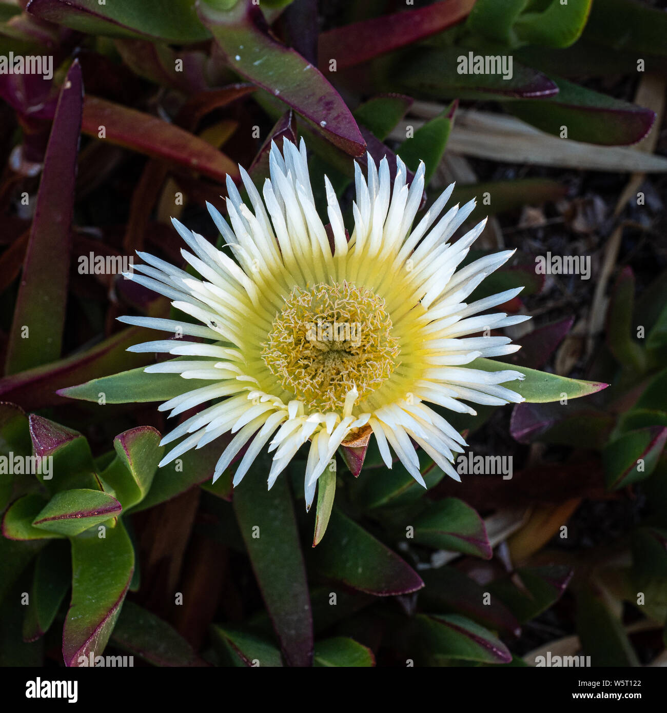 Mat forming groundcover hi-res stock photography and images - Alamy