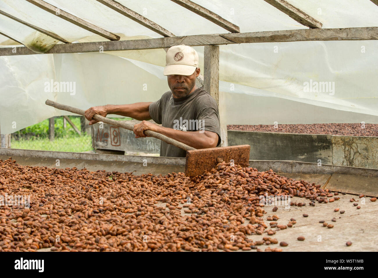 Sao Tome, Diogo Vaz cocoa plantation: natural drying of cocoa beans ...