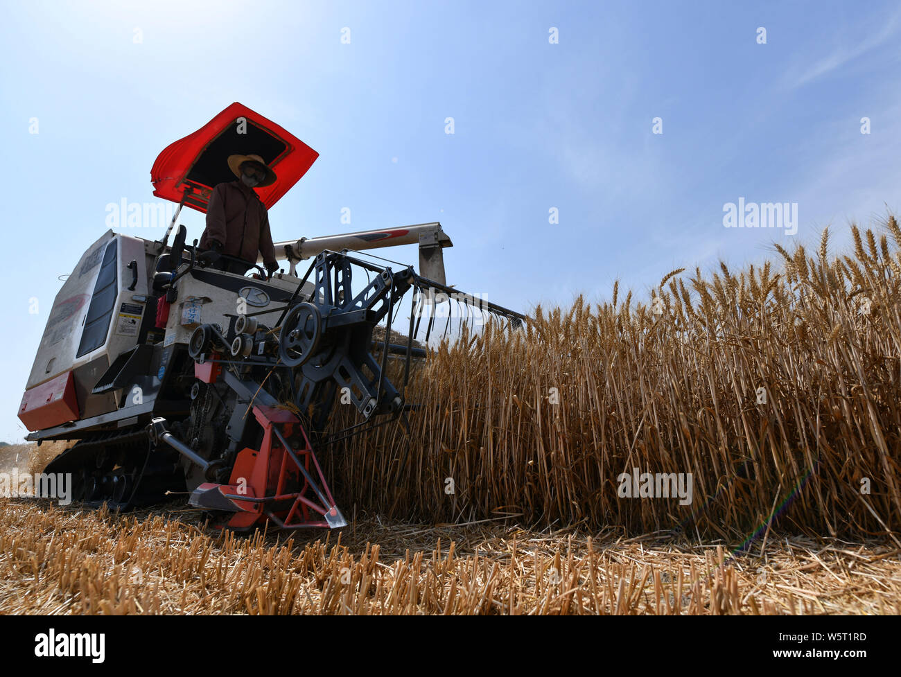 Farmer reaping her harvest hi-res stock photography and images - Alamy