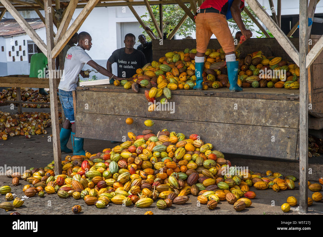 Sao Tome, Diogo Vaz cocoa plantation: cocoa pods delivery, cacao fruits ...