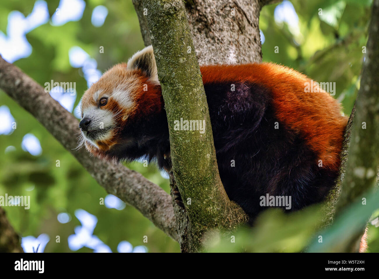 The red panda, Ailurus fulgens, also called the lesser panda and the ...