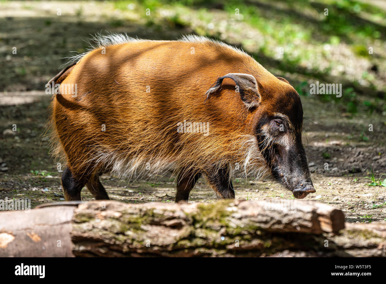 Red river hog, Potamochoerus porcus, also known as the bush pig. This ...