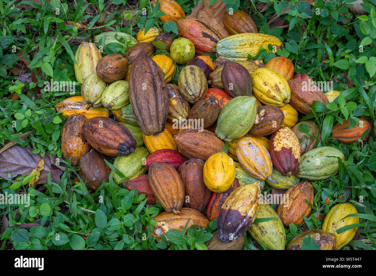 Sao Tome, Diogo Vaz cocoa plantation: cocoa pod harvesting, cacao ...