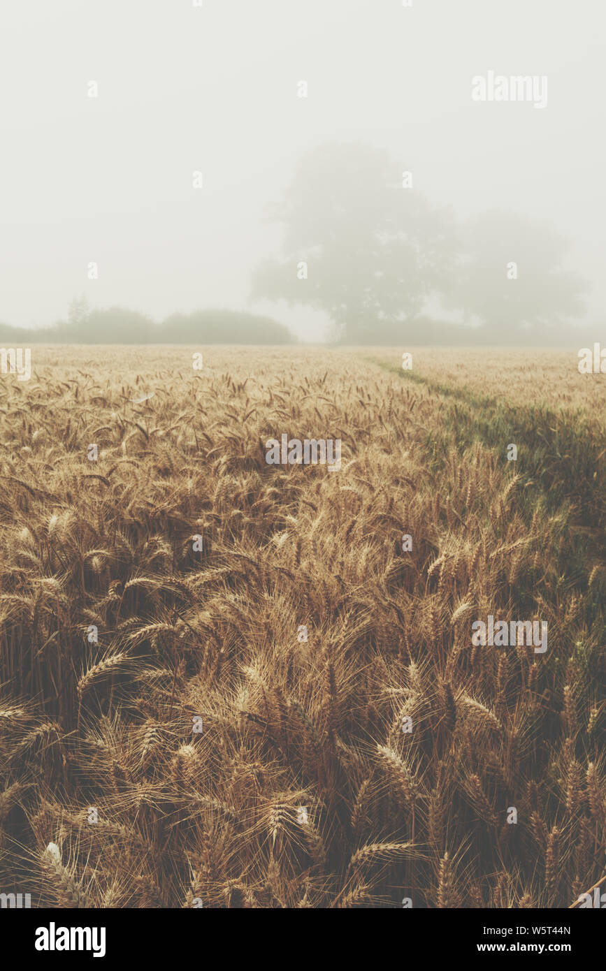 Fog over the fields hi-res stock photography and images - Alamy