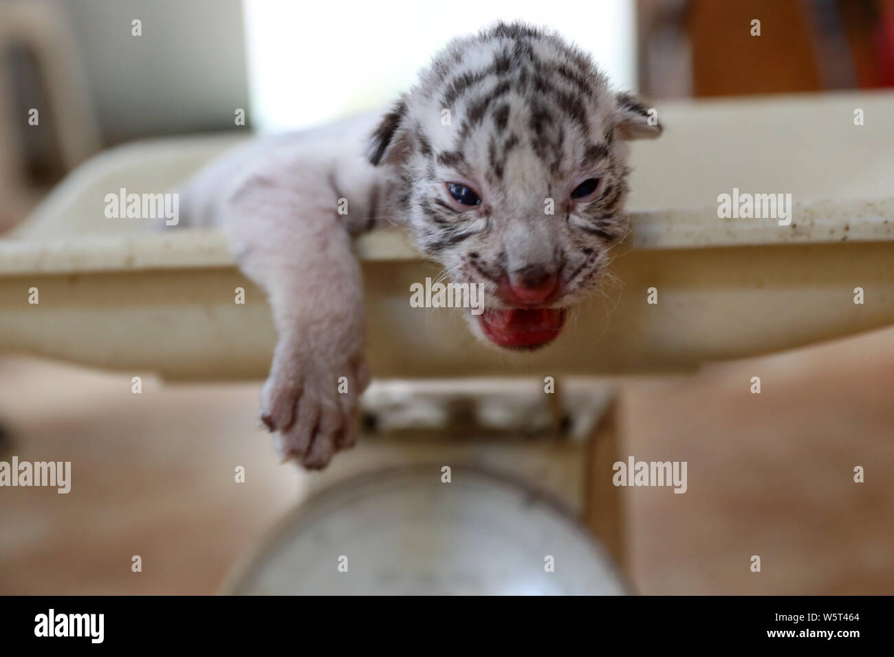 A rare white Bengal tiger cub along with three Bengal tiger cubs are ...