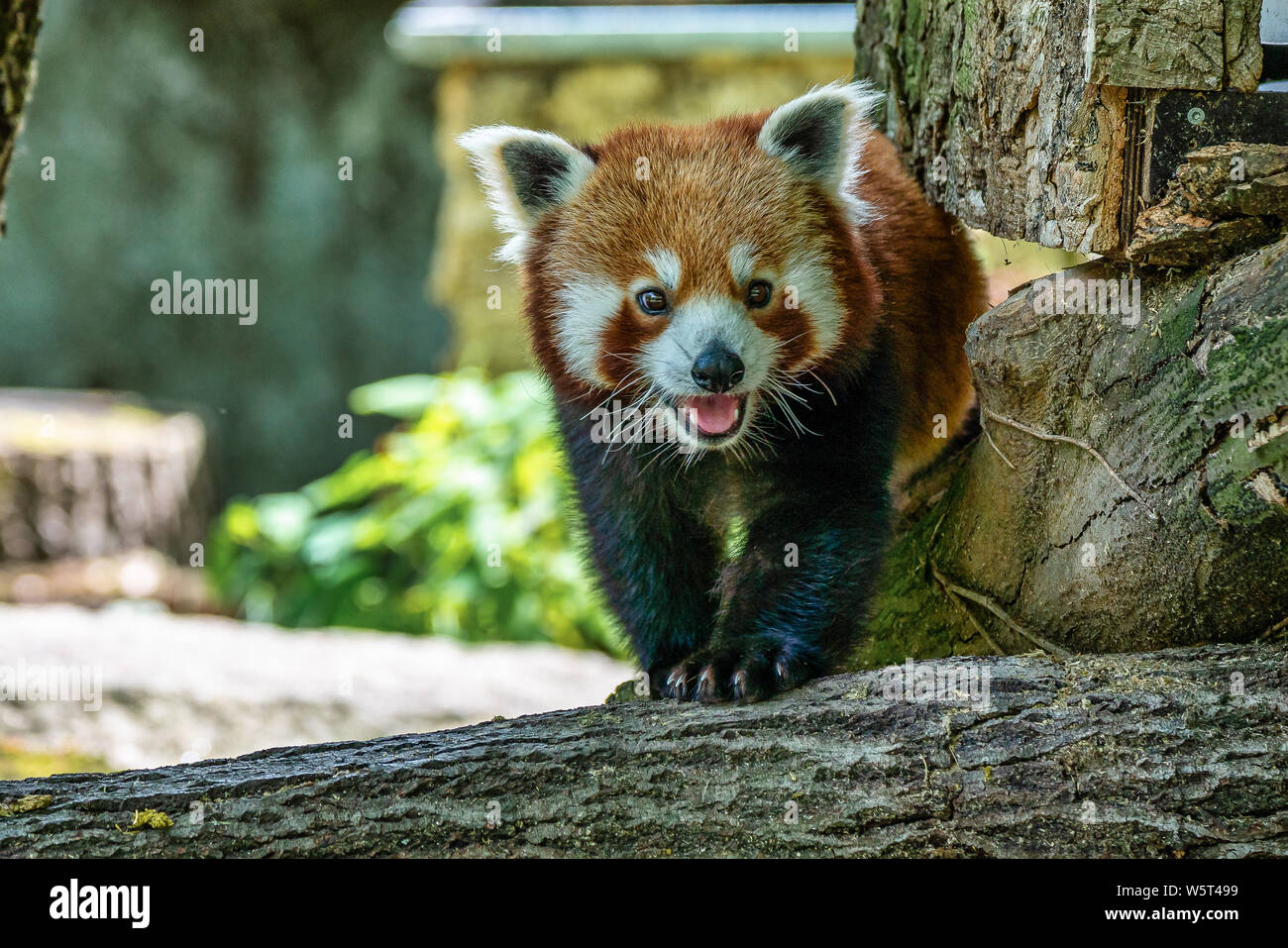The red panda, Ailurus fulgens, also called the lesser panda and the ...