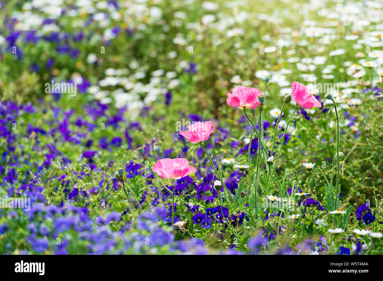 Pink poppy flowers hi-res stock photography and images - Alamy