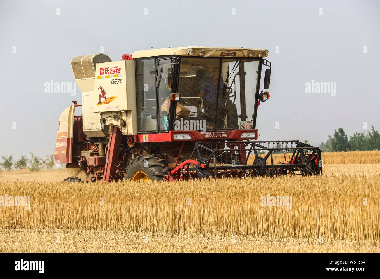 A Chinese farmer drives a reaping machine to harvest wheat in the field ...