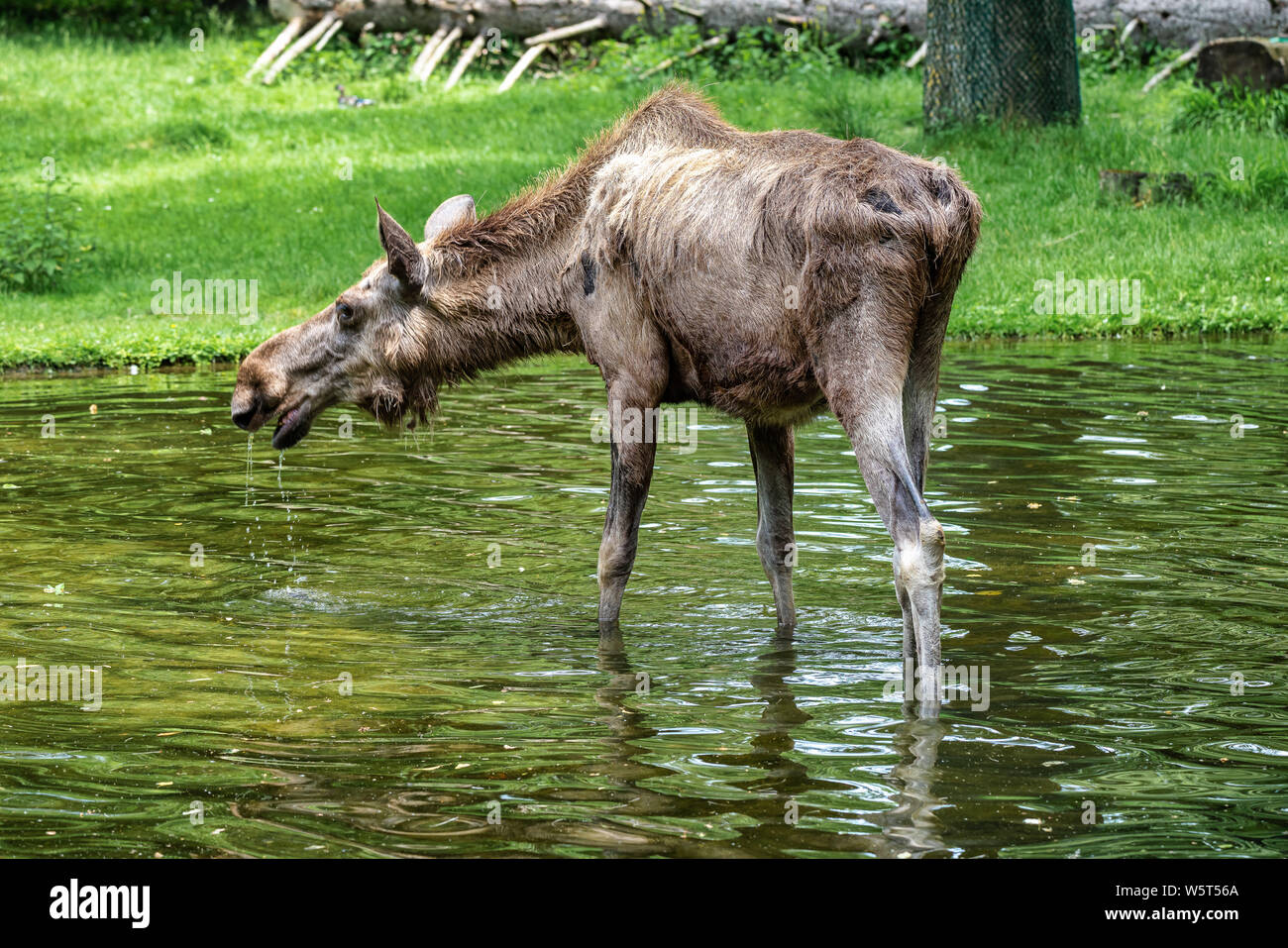 European Moose, Alces alces, also known as the elk. Wild life animal ...
