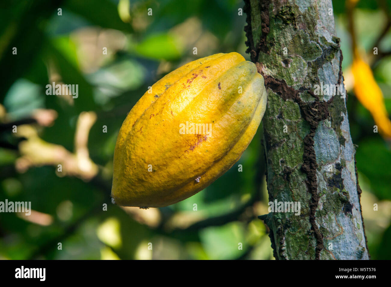 Sao Tome, Diogo Vaz cocoa plantation: cocoa pods in a cocoa tree Stock ...