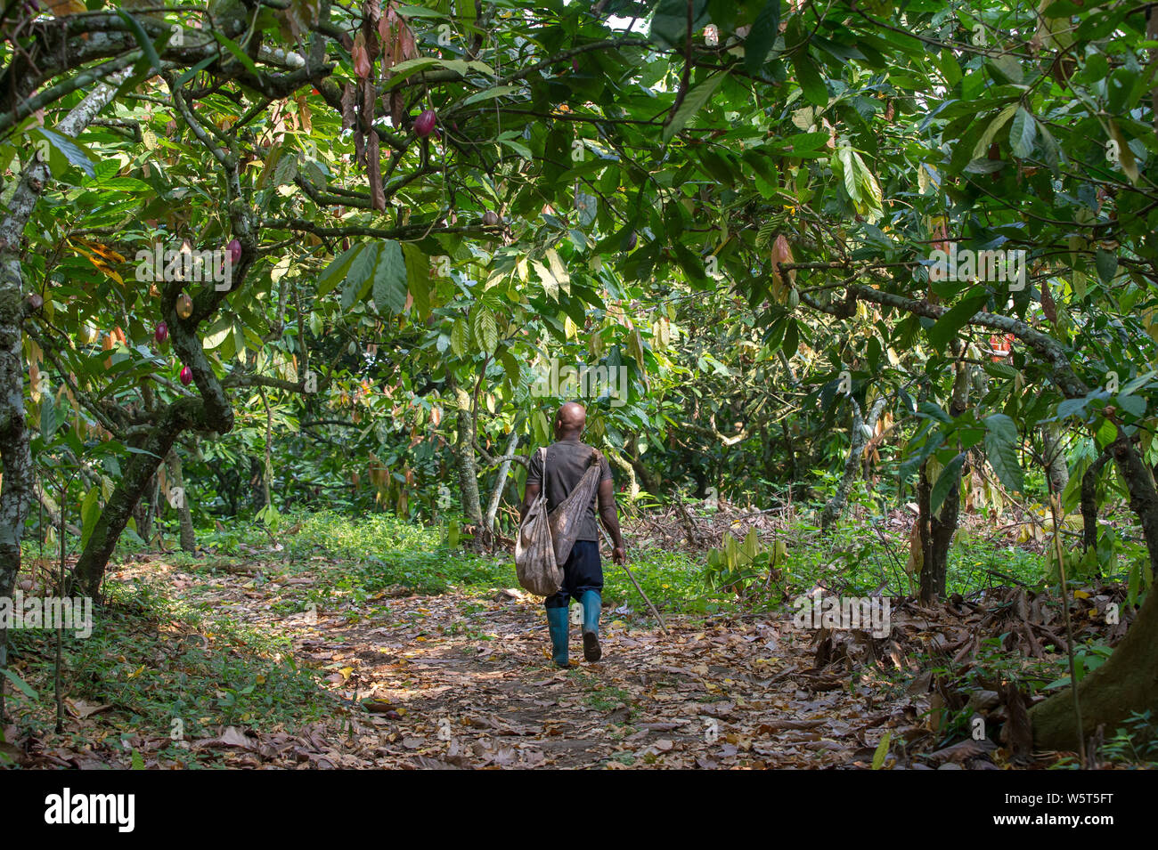 Sao Tome, Diogo Vaz cocoa plantation: cocoa pod harvesting, cacao ...