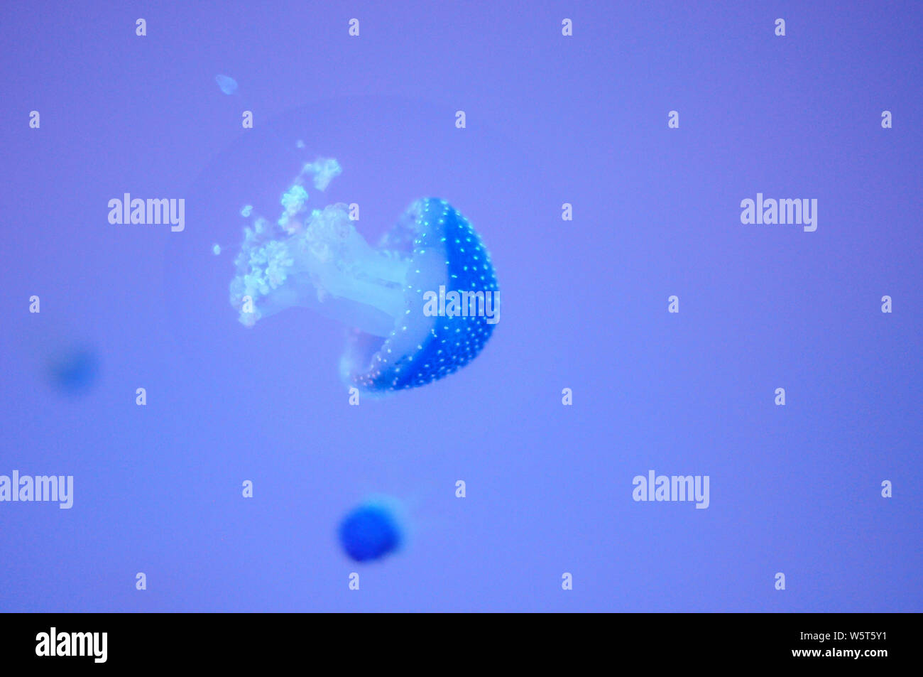 Water tank magic hi-res stock photography and images - Alamy