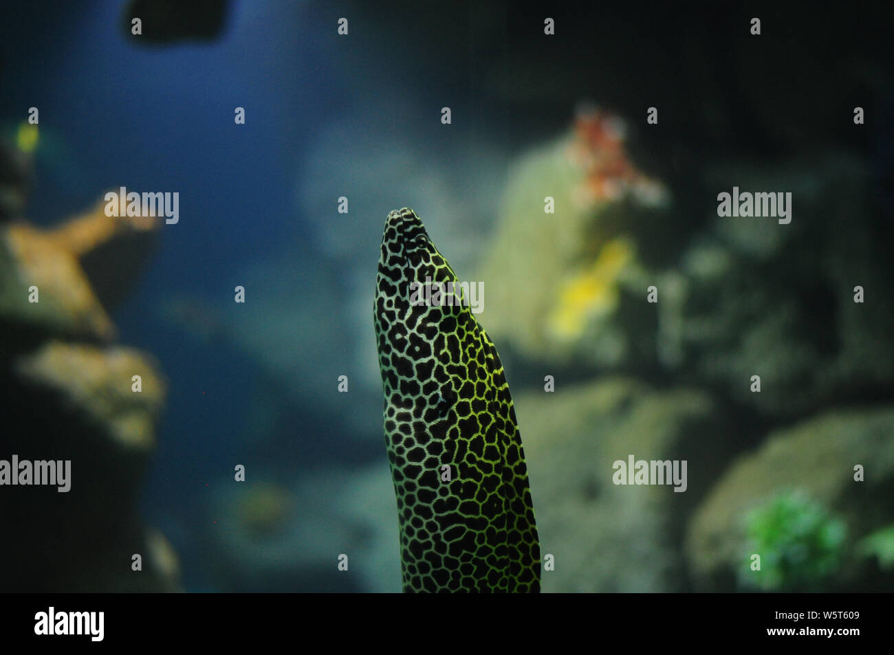 morena, interesting, fish, aquarium, las palmas, zoo, nature, ocean ...