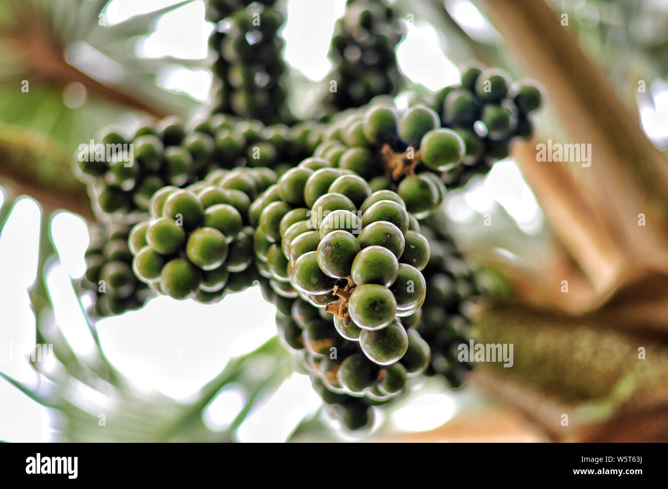 Palm wine africa hi-res stock photography and images - Alamy