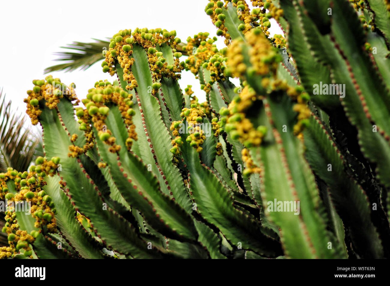 Canary Island Spurge - toxic cactus (Euphorbia canariensis). Plants of ...