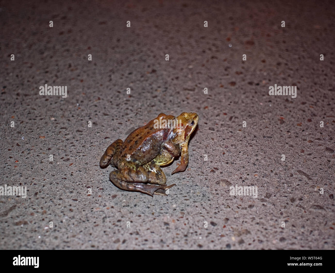 frogs jump across the road at night in spring, Russia Stock Photo - Alamy
