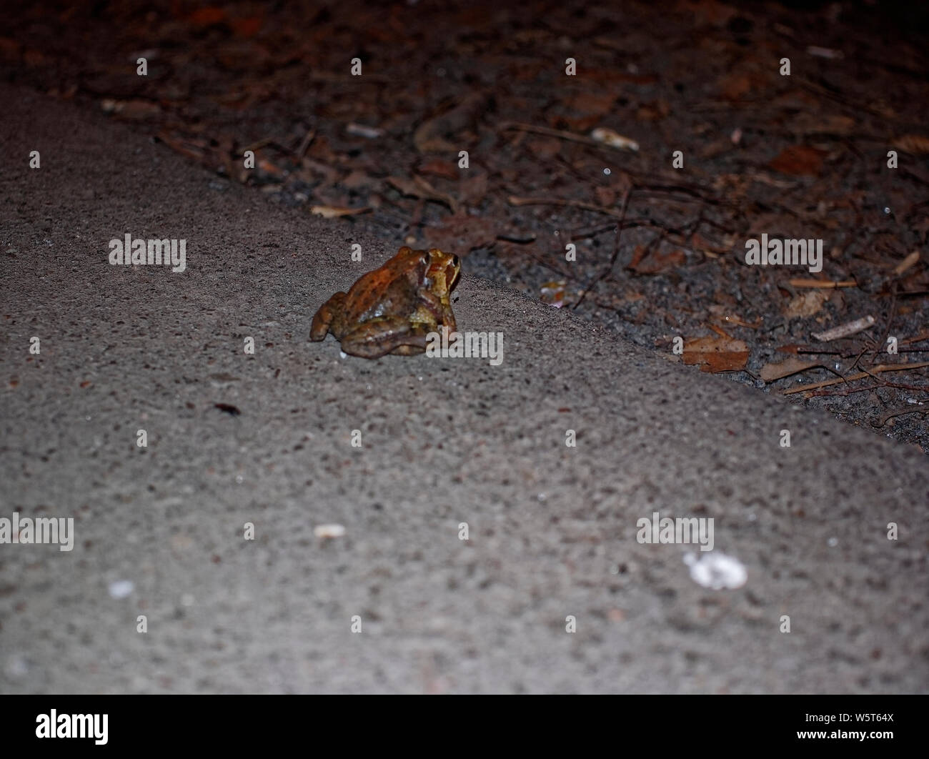 frogs jump across the road at night in spring, Russia Stock Photo - Alamy
