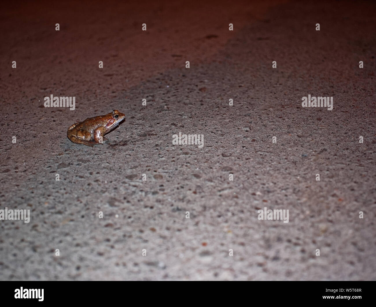 frogs jump across the road at night in spring, Russia Stock Photo - Alamy