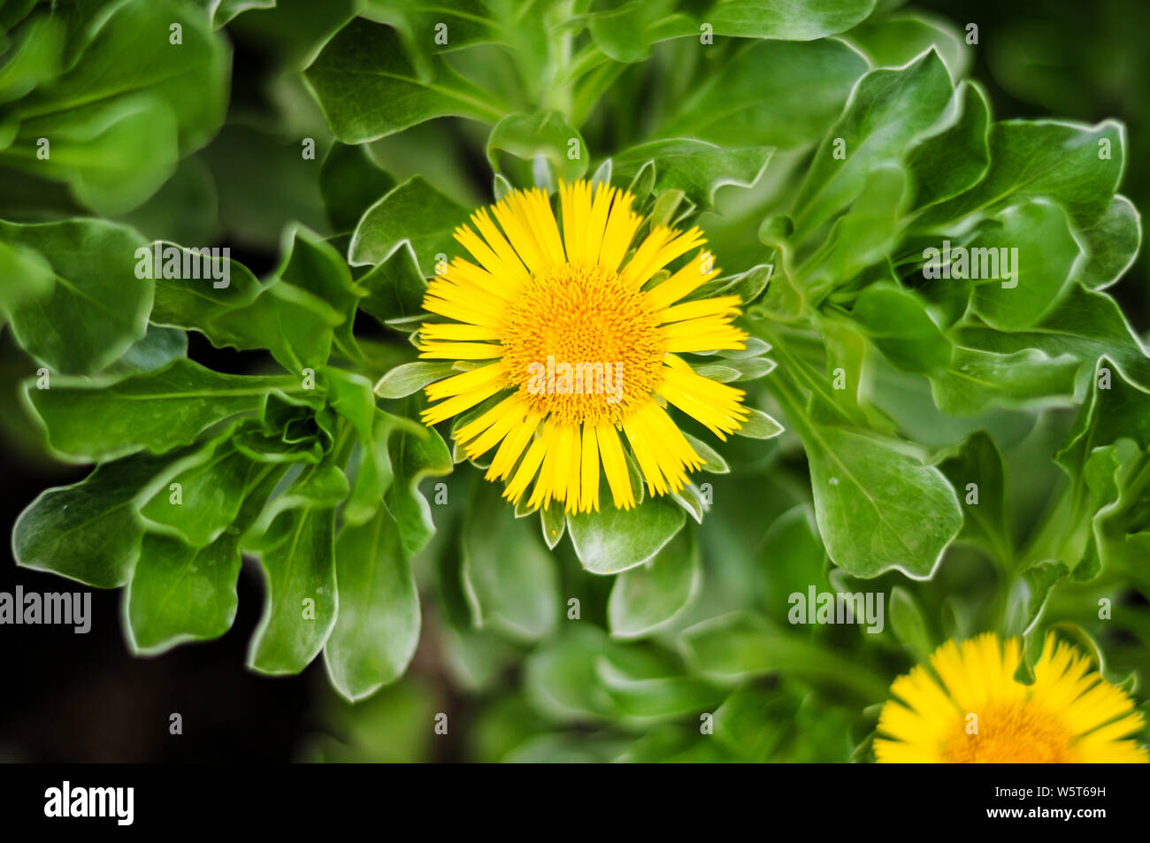 Beach daisy hi-res stock photography and images - Alamy