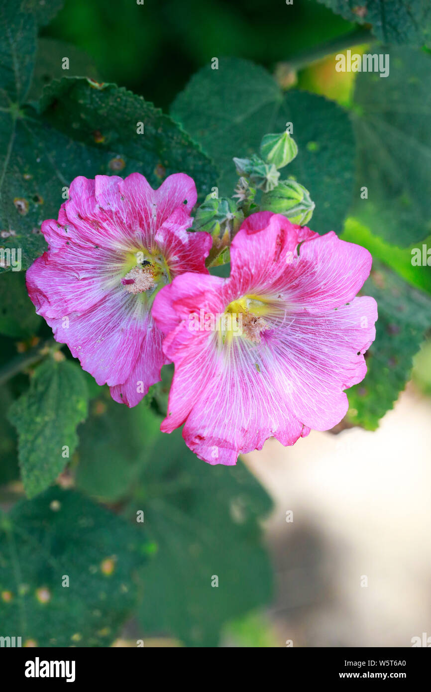 Alcea Rosea Plants High Resolution Stock Photography and Images - Alamy