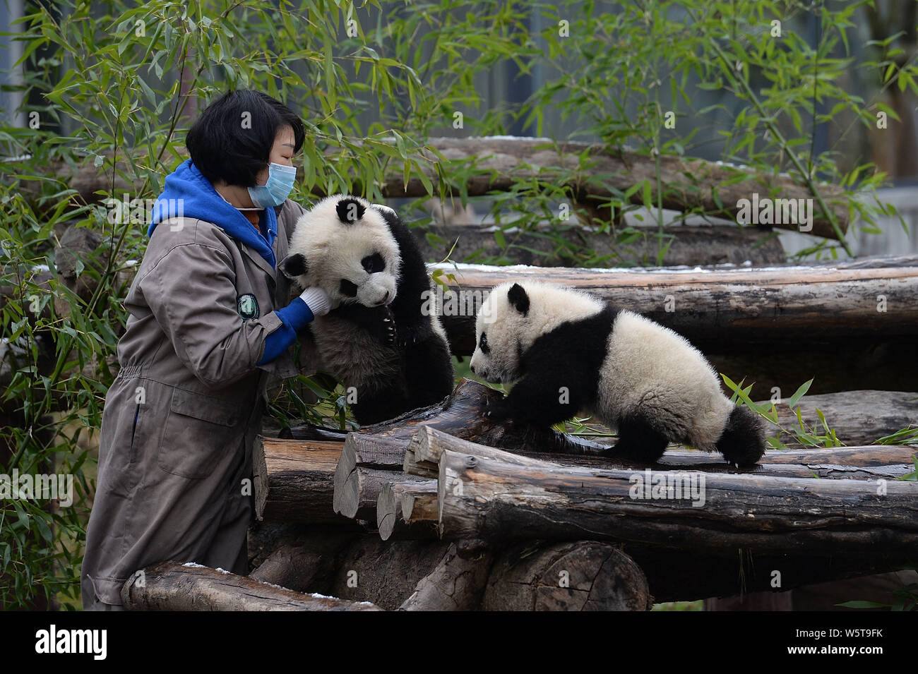Male-female panda twins He He and Mei Mei, born to both captive and ...