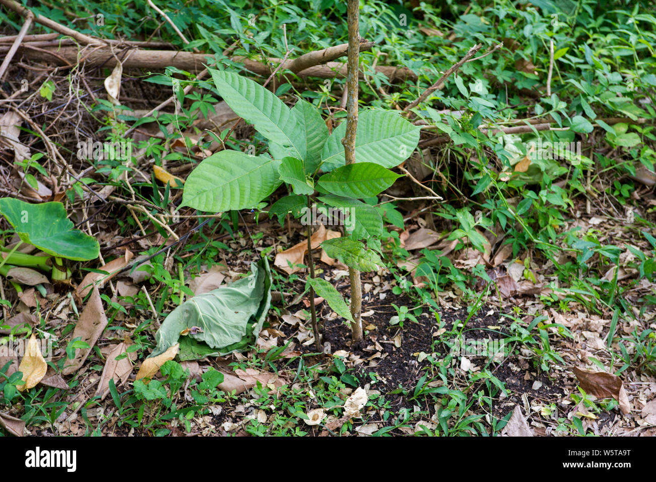 Cocoa seedling hi-res stock photography and images - Alamy
