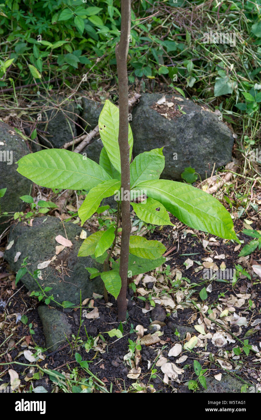 Cocoa seedling hi-res stock photography and images - Alamy