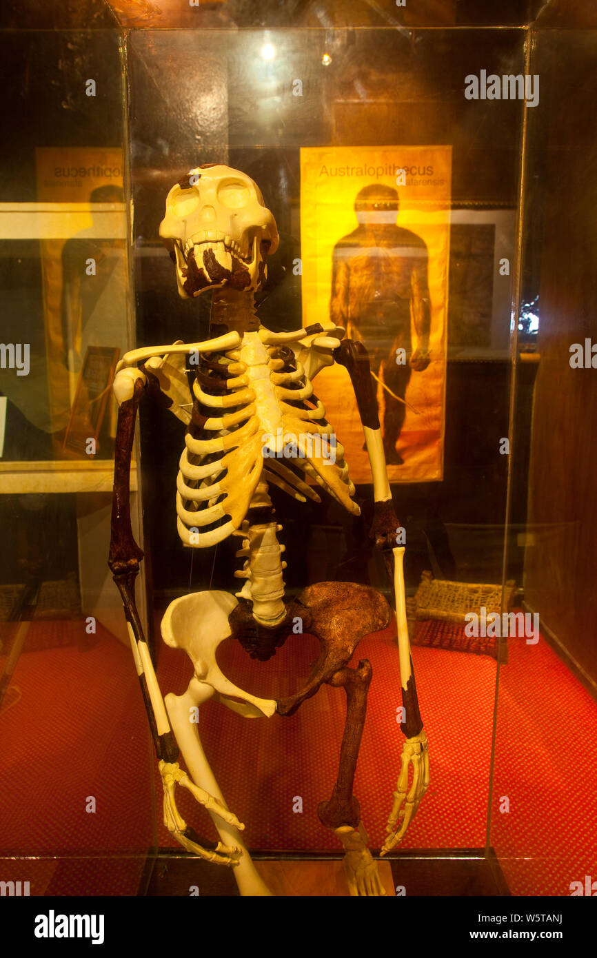 Australopithecus Afarensis Lucy High Resolution Stock Photography and ... Australopithecus Afarensis Lucy High Resolution Stock Photography and ...