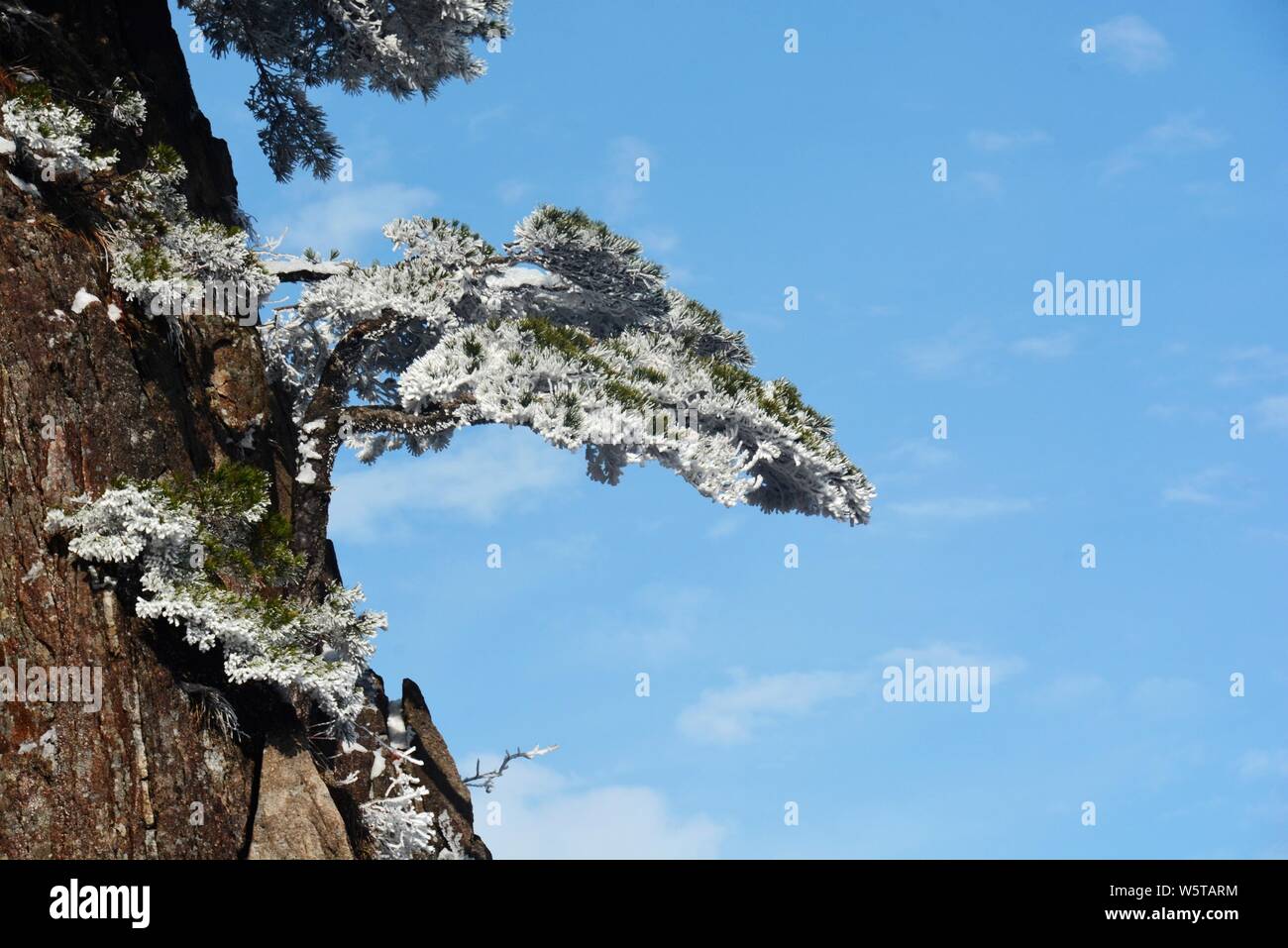Landscape of snow-covered trees at the Huangshan Mountain scenic spot in Huangshan city, east ...