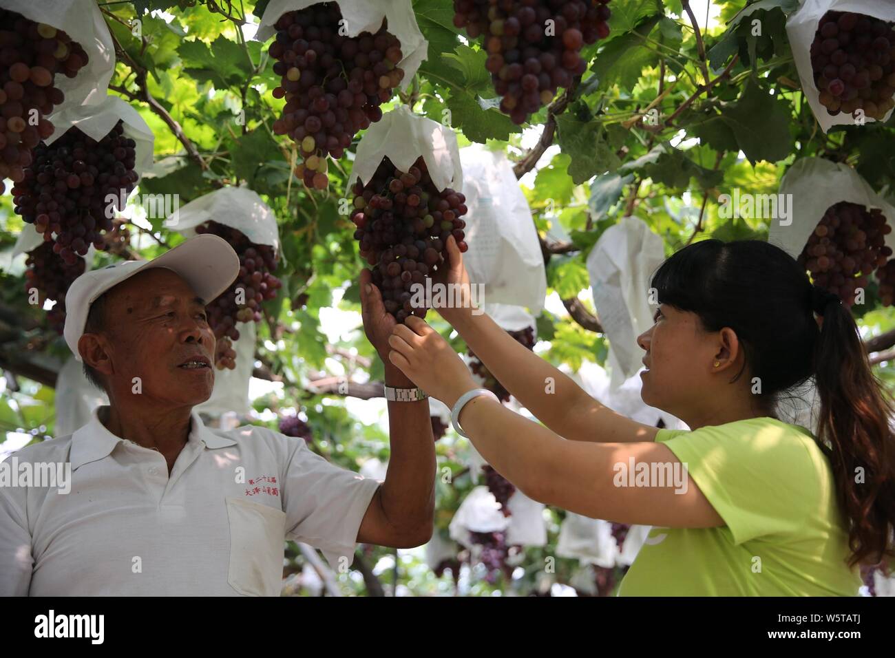 --FILE--Chinese farmers harvest grapes in a plantation in Dazeshan town ...