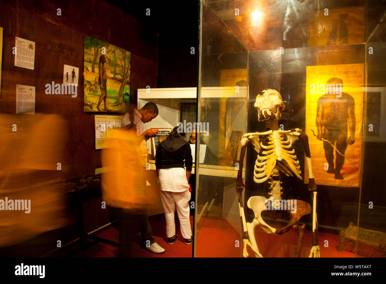 Lucy australopithecus hi-res stock photography and images - Alamy