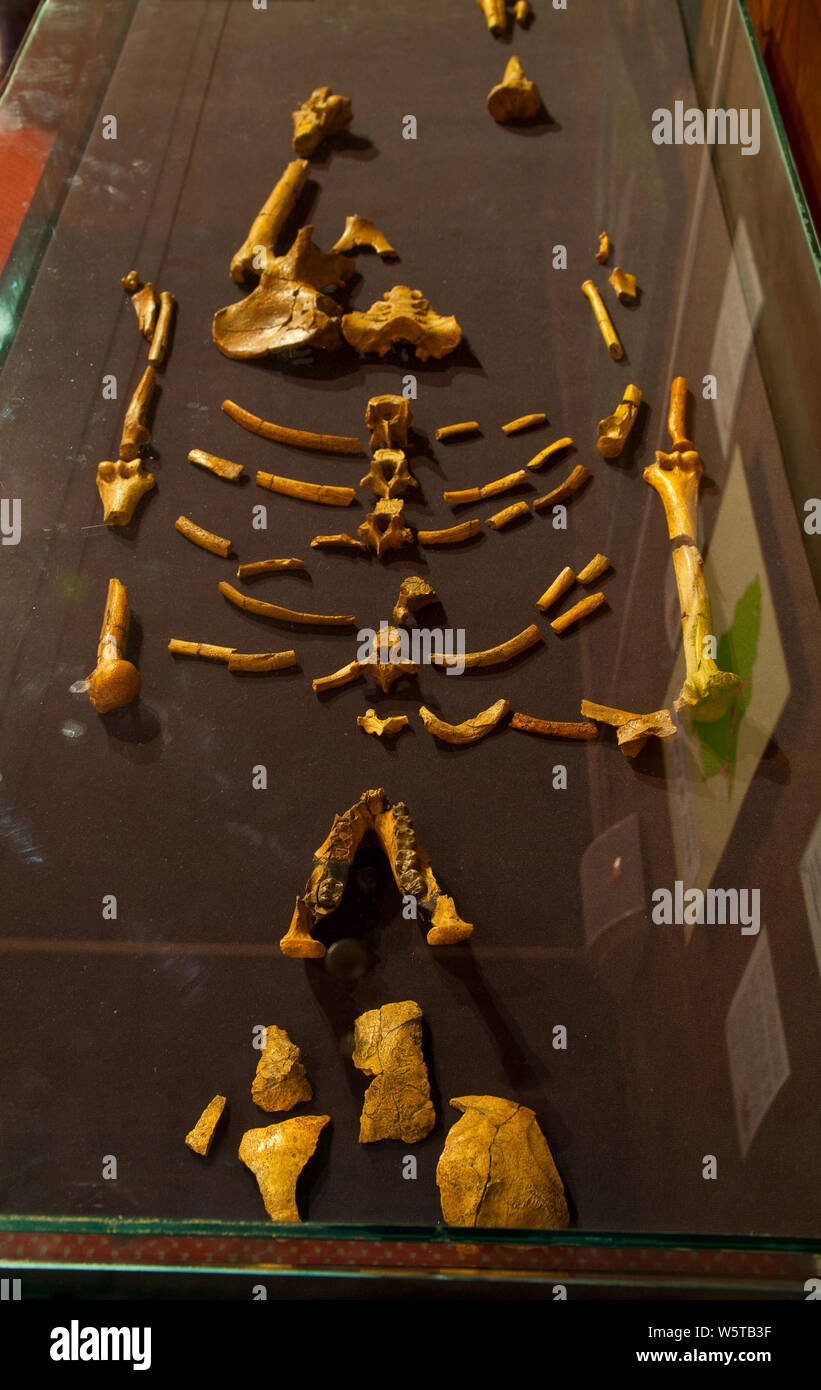 Australopithecus afarensis lucy hi-res stock photography and images - Alamy