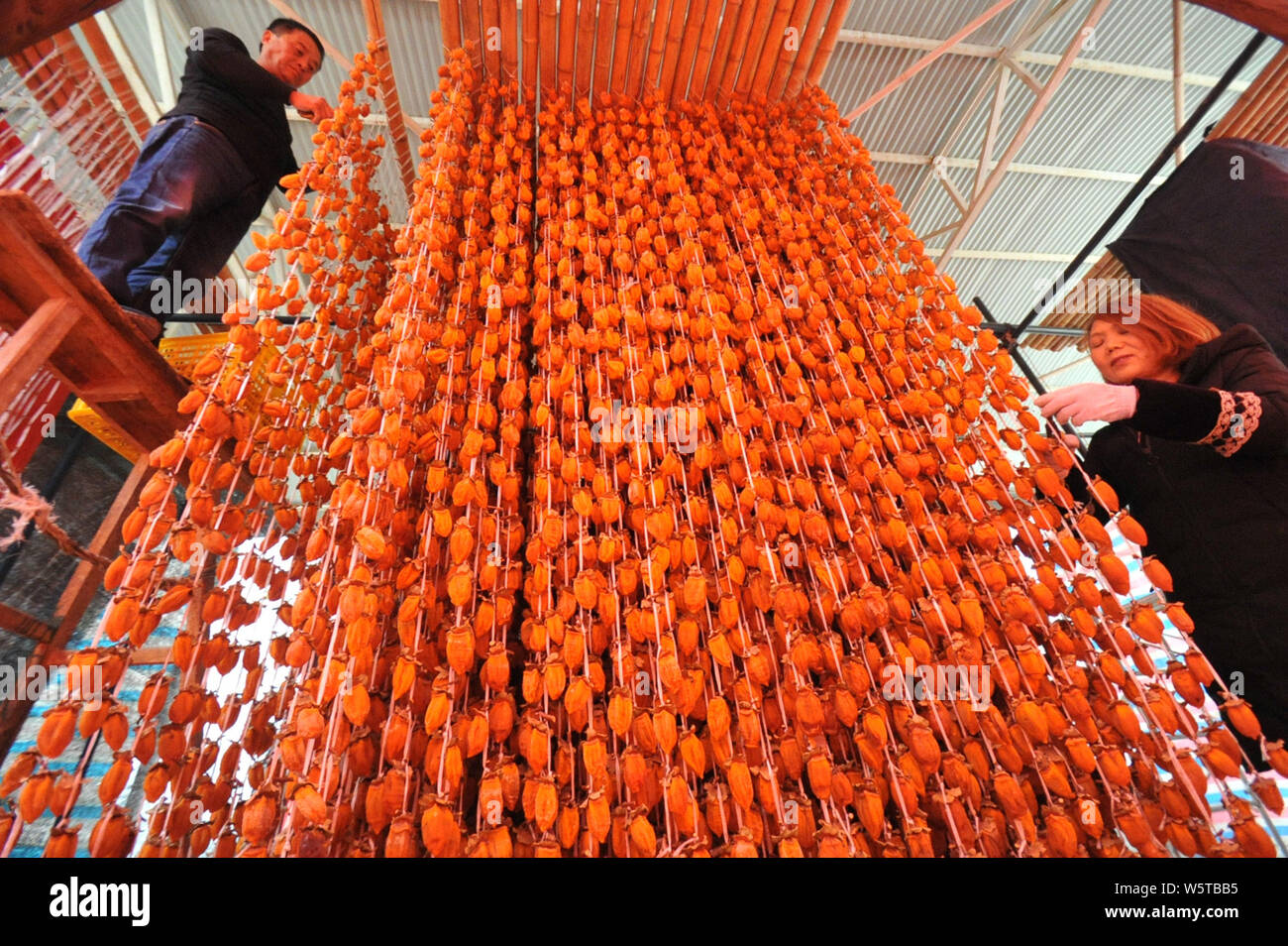 Farmers hang persimmons for drying in the Taibai village of Fuping ...