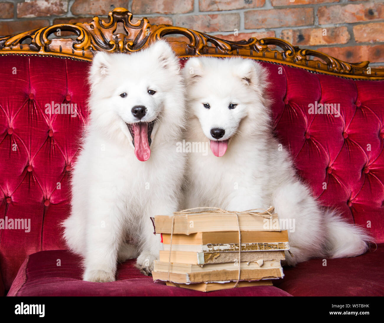 Two adorable fluffy dogs hi-res stock photography and images - Alamy