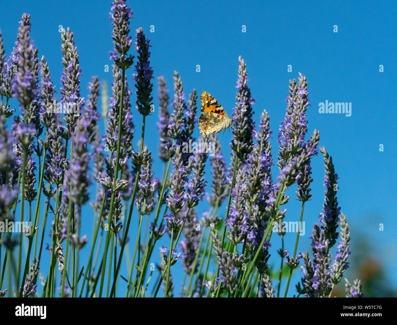 Painted Lady Butterfly Cynthia cardui feeding on lavender flowers in ...