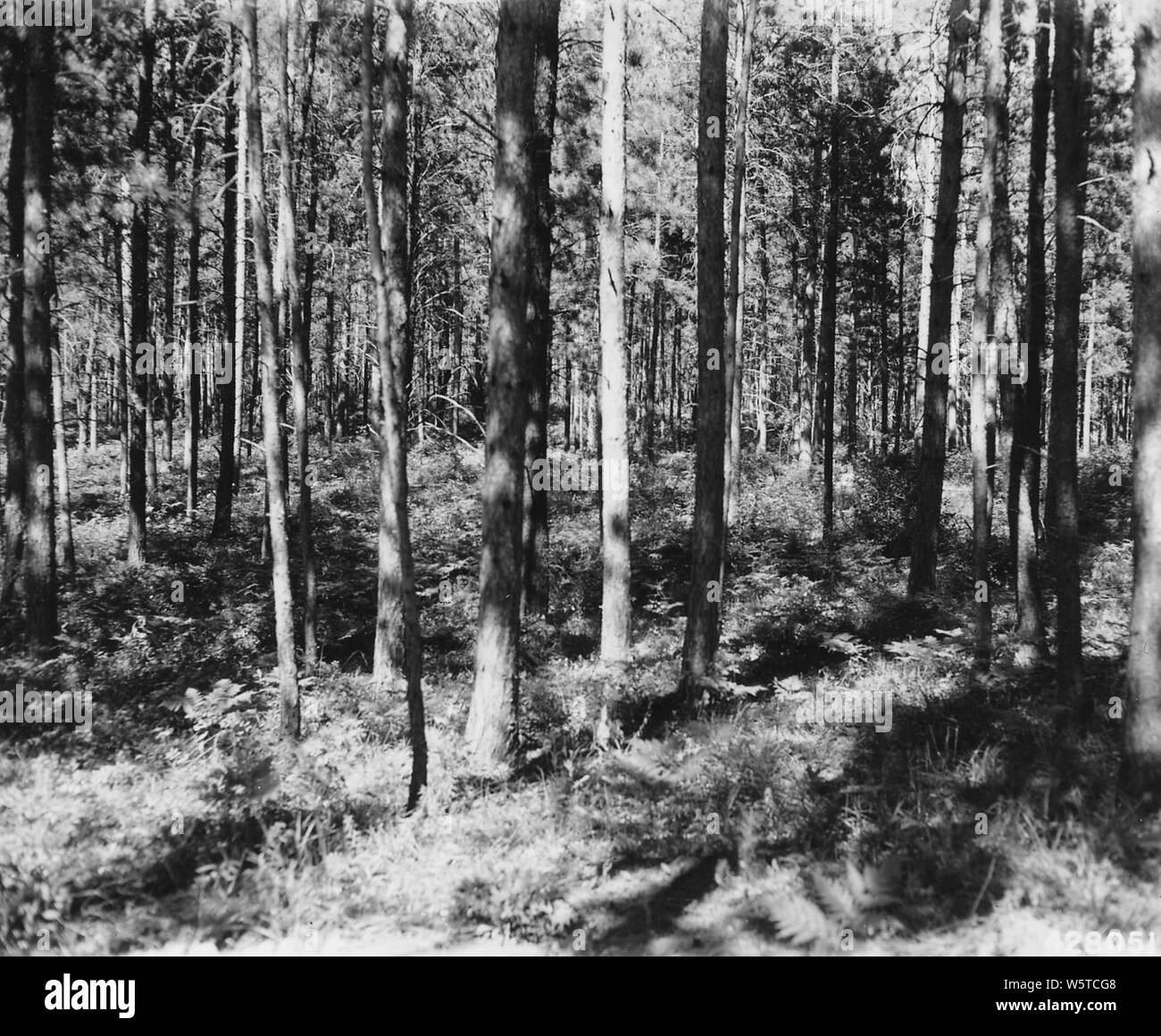 Photograph of 80 Year Mixed Stand of Jack Pine and Red Pine; Scope and ...