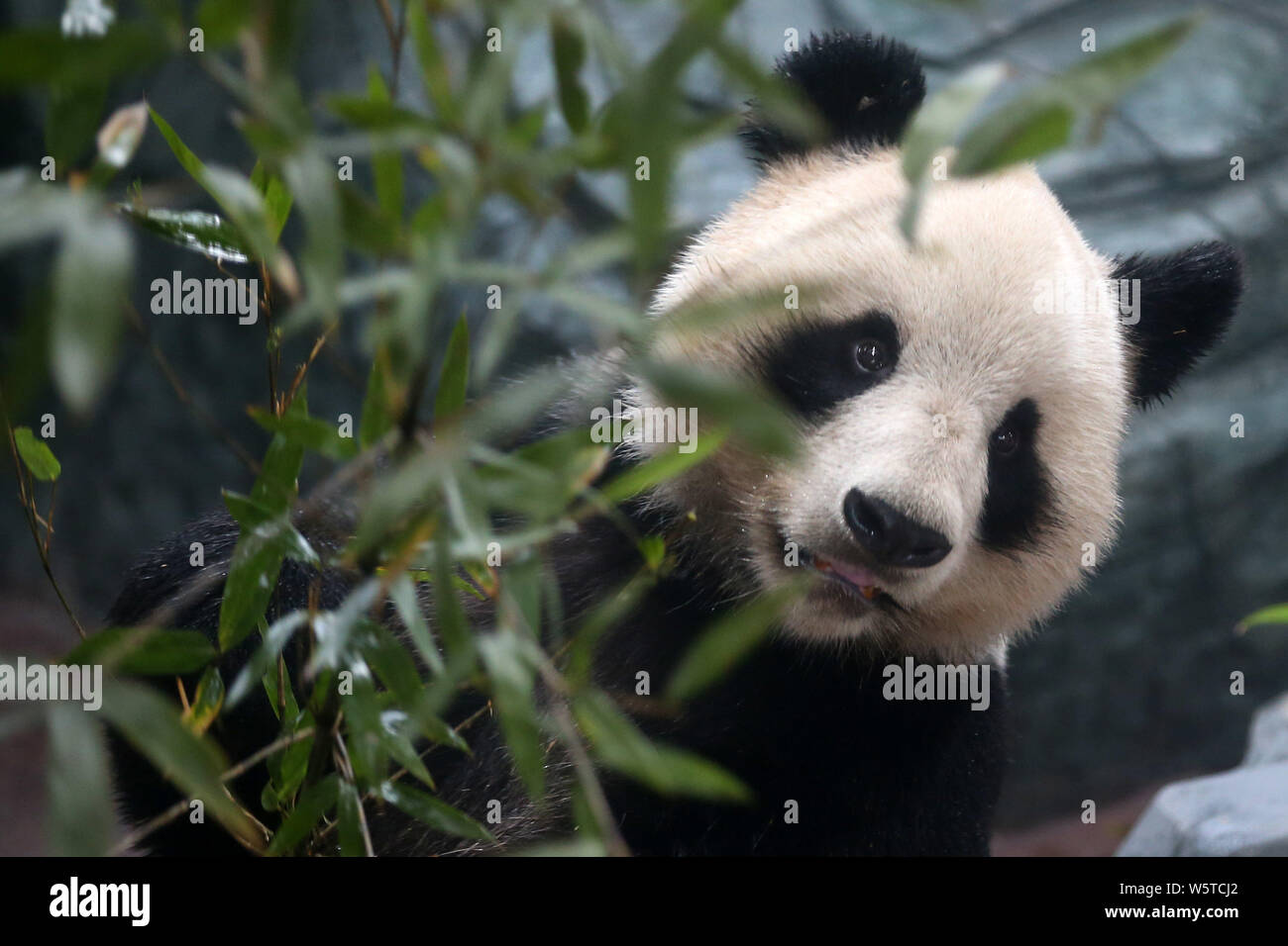 One of the Giant pandas "Hualong" and "Huihui" from Sichuan's China ...