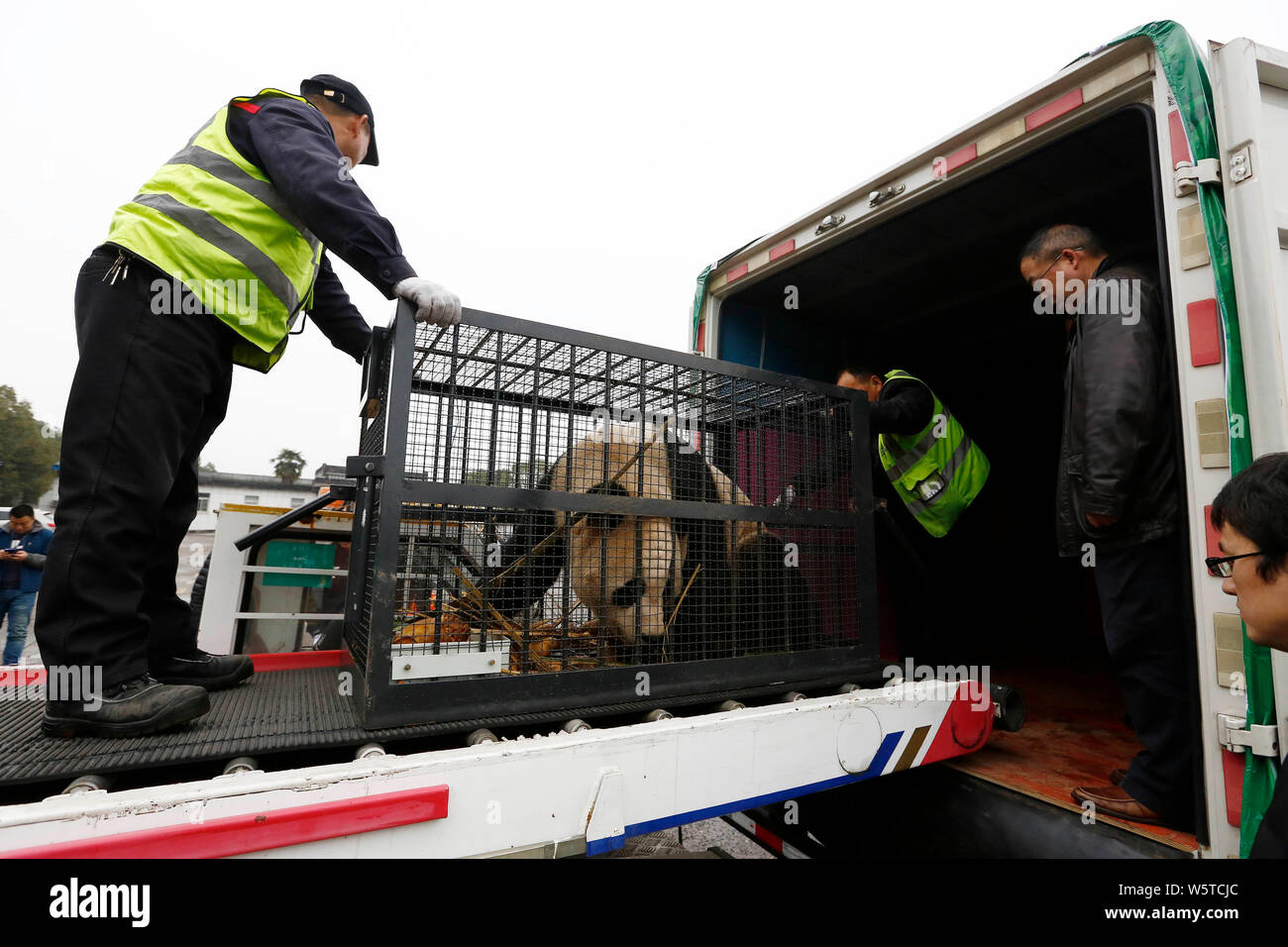 Staff members carry cages with the Giant pandas "Hualong" and "Huihui ...