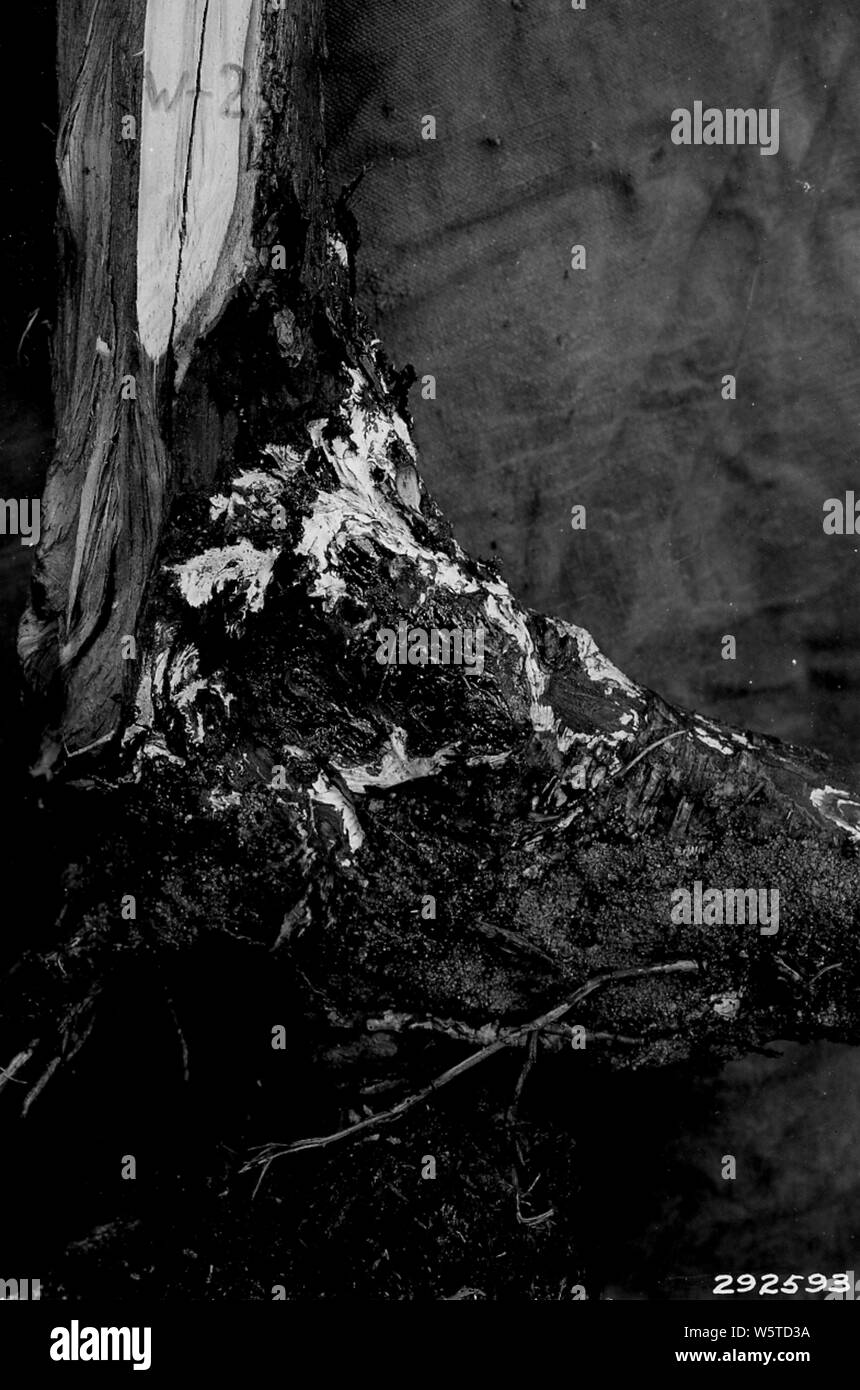 Photograph of Armillaria Mellea Root Rot of White Pine; Scope and ...