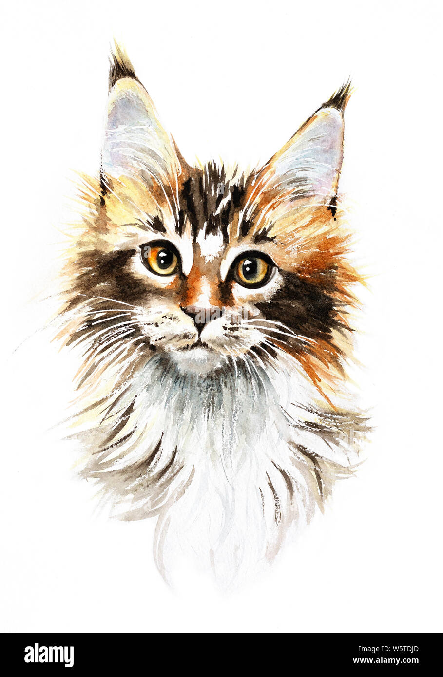 Watercolor Maine Coon Cat Looking Up Hand Drawn Sketch Pet Portrait Illustration isolated on ...