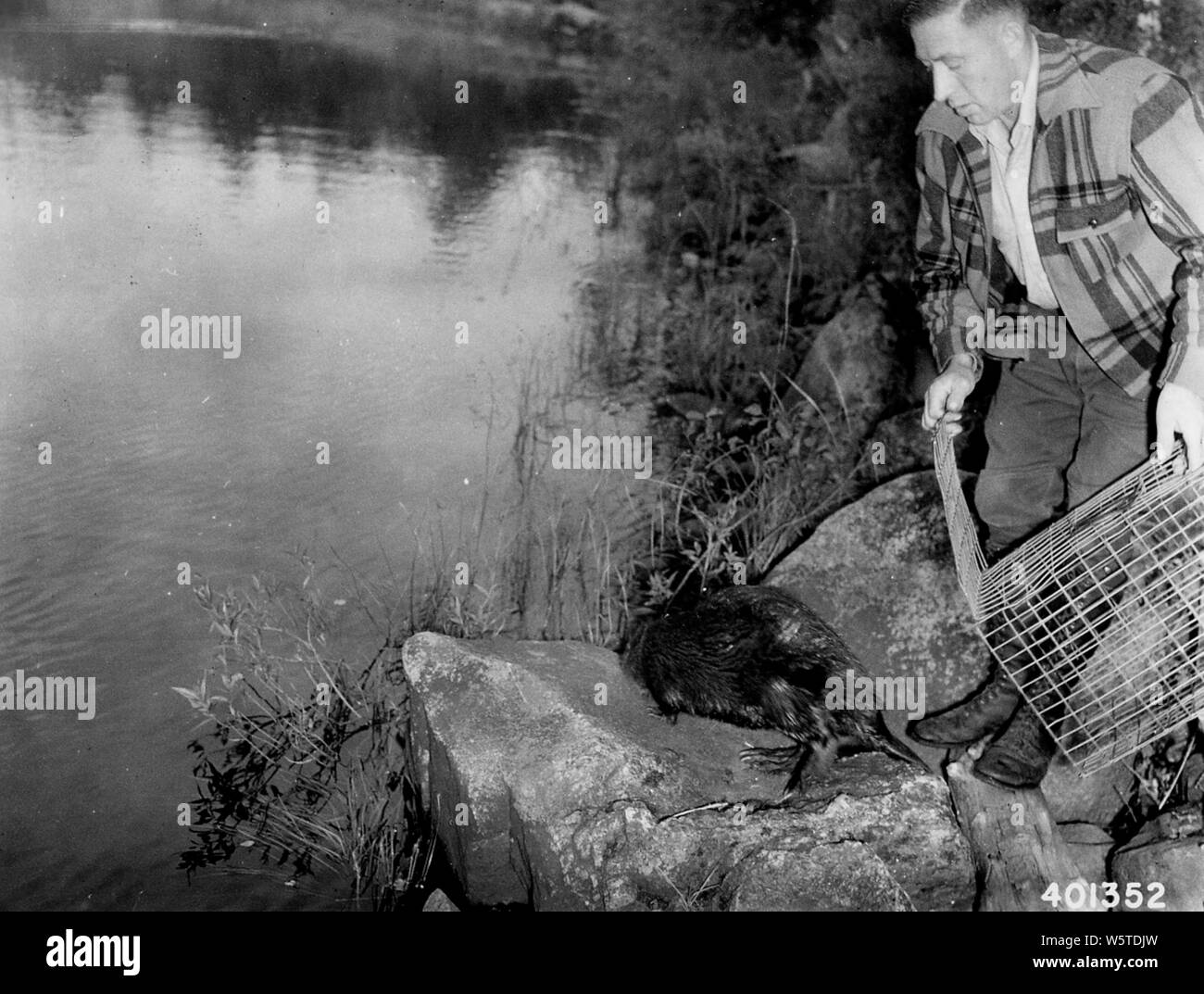 Photograph of Beaver Released from the Transporting Cage at Its New ...