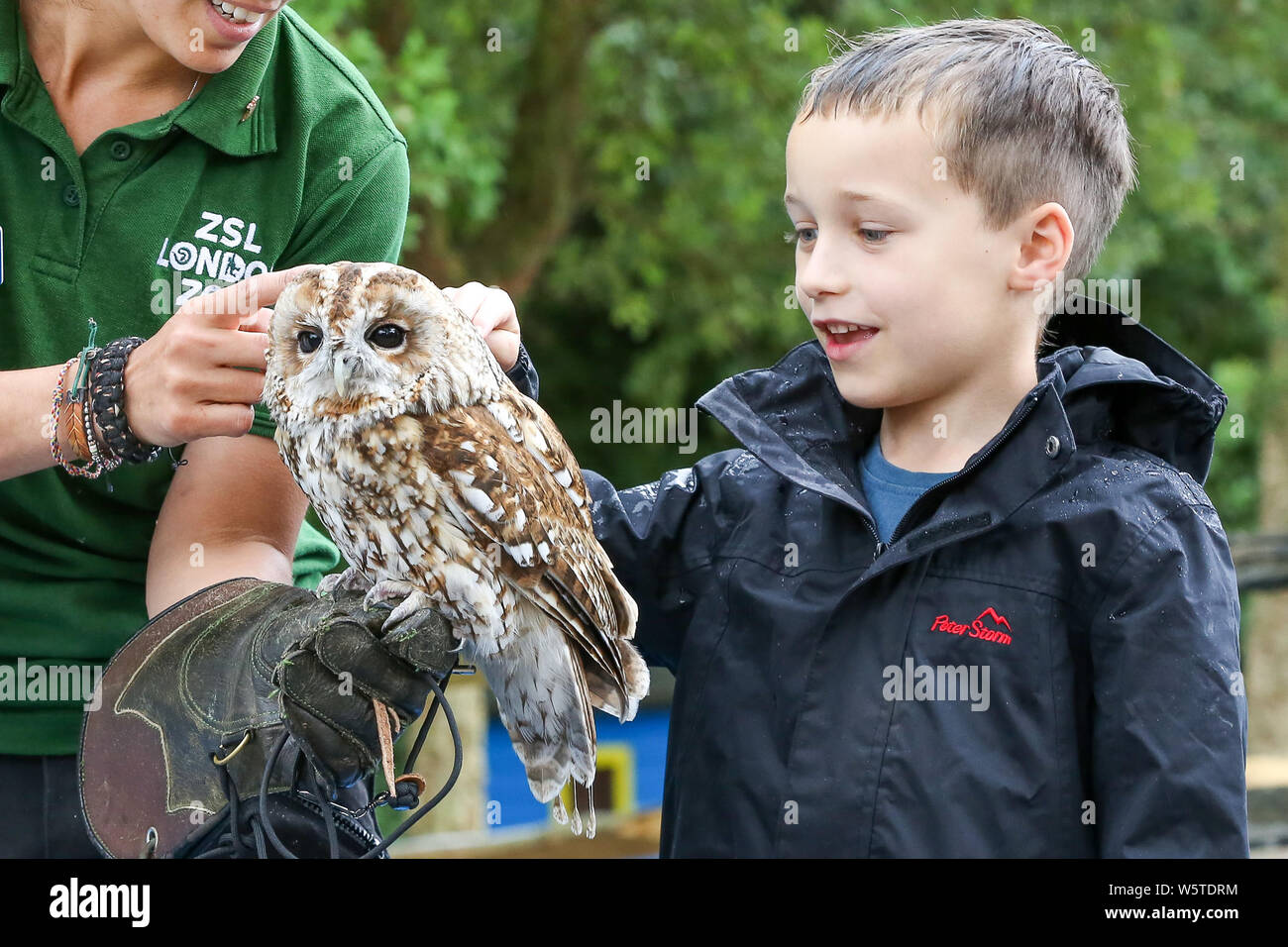 Transforming owl hi-res stock photography and images - Alamy