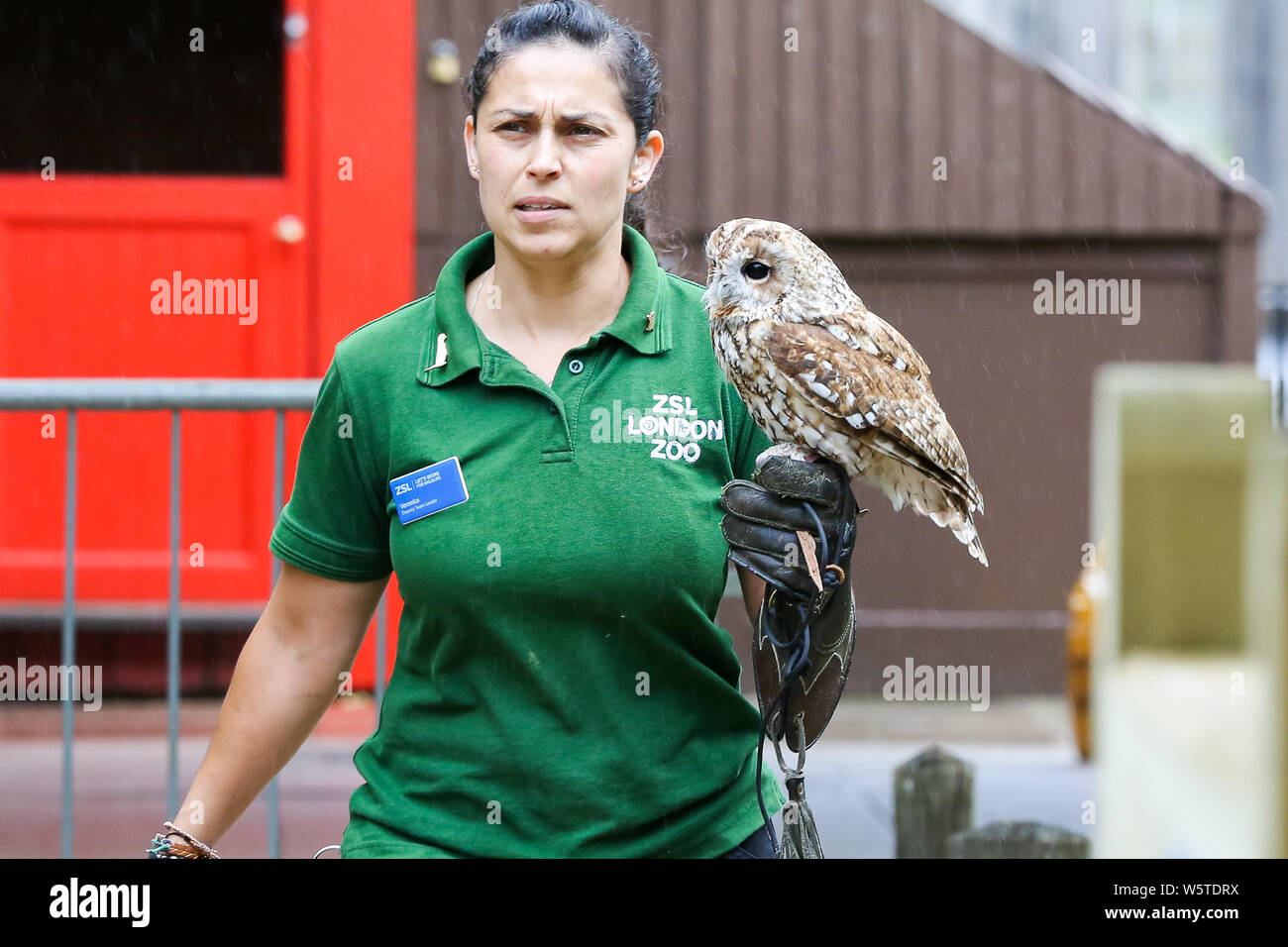Transforming owl hi-res stock photography and images - Alamy