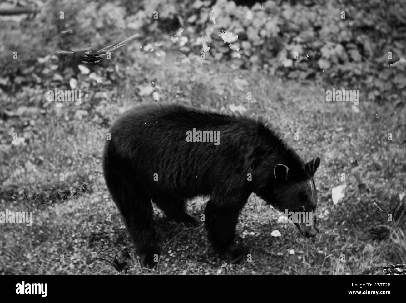 Photograph of Black Bear; Scope and content: Original caption: Black ...