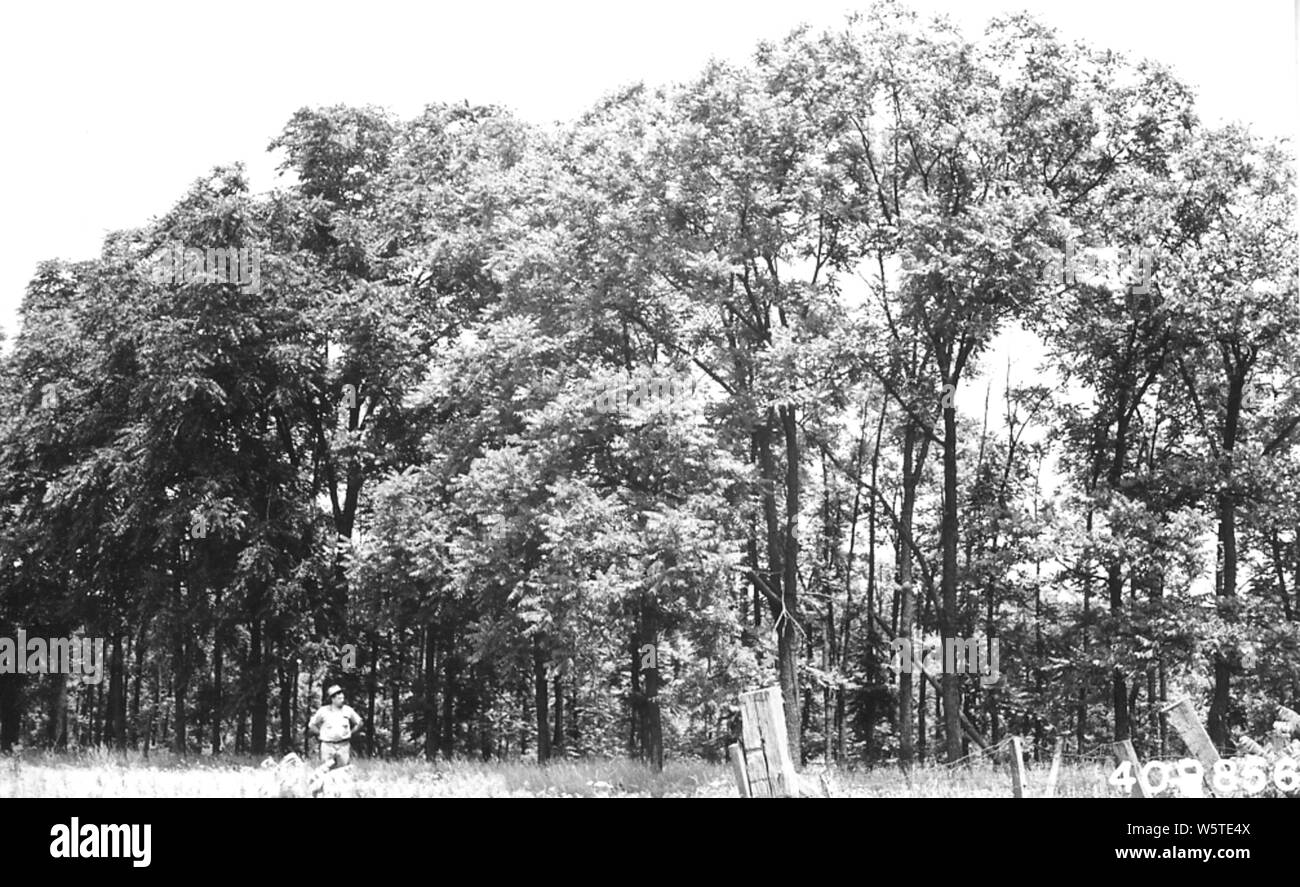 Photograph of Black Walnut Plantation at Rosebud, Illinois; Scope and ...