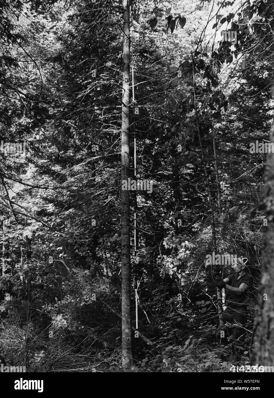 Photograph of Bole of White Spruce Tree; Scope and content: Original ...